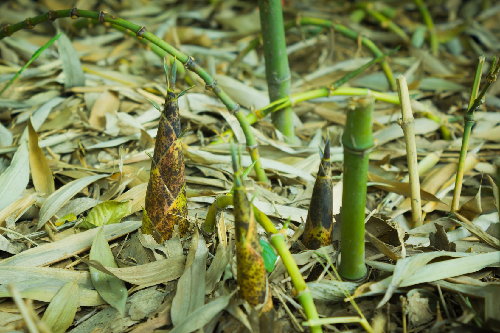 Home - Tree Free Sourcing